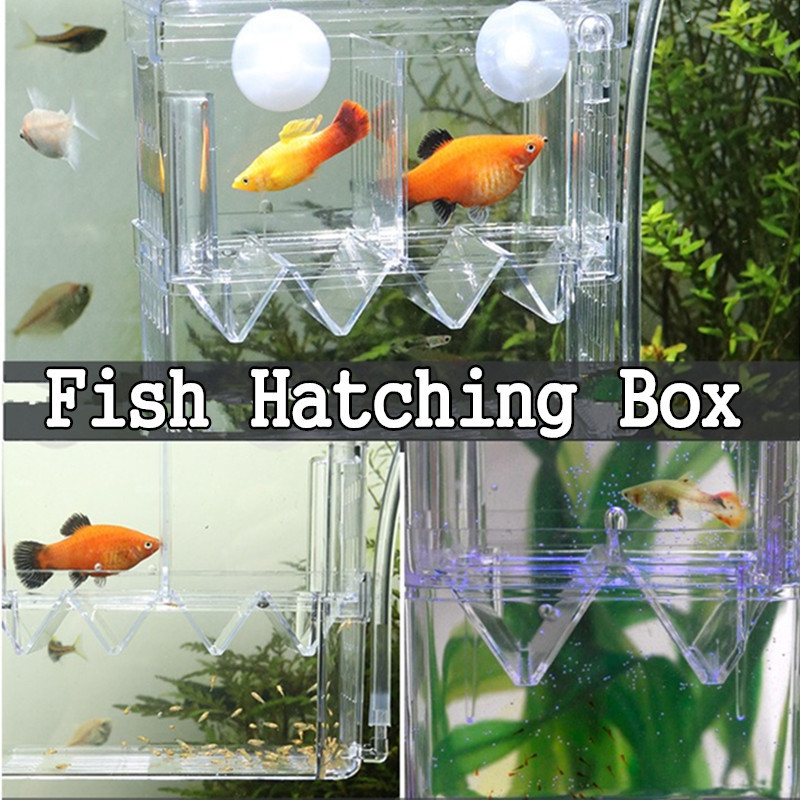 READY STOCK YEE YSL Breeding Hatching Box Fish Incubation Isolation ...