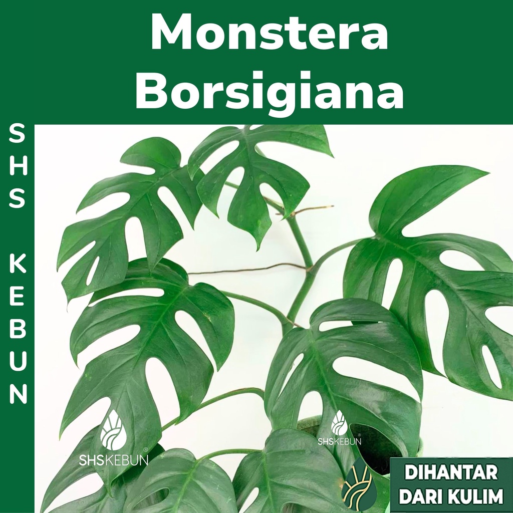 Monstera Borsigiana Monstera Plant Live Plant Big Leaf Plant Indoor ...