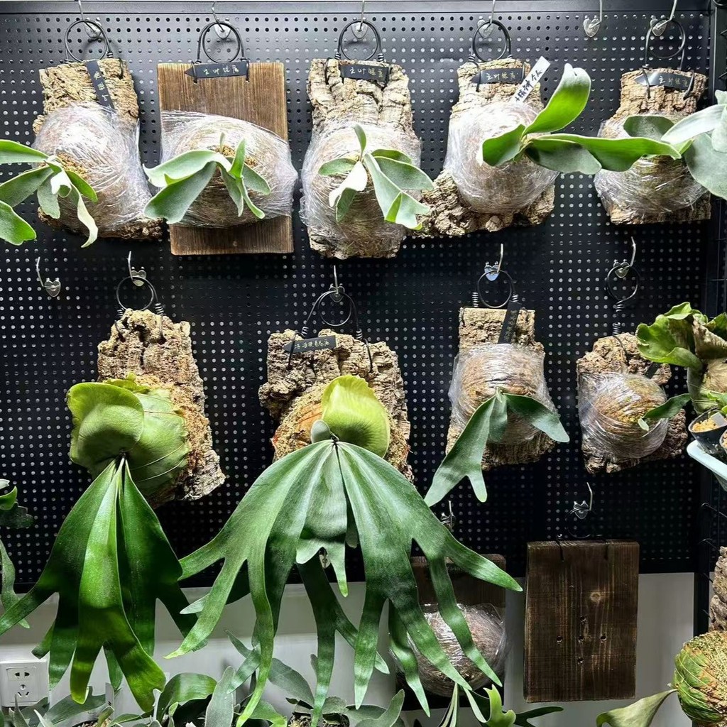 Bark Planting Board Portuguese Cork Champagne Bark Phalaenopsis ...