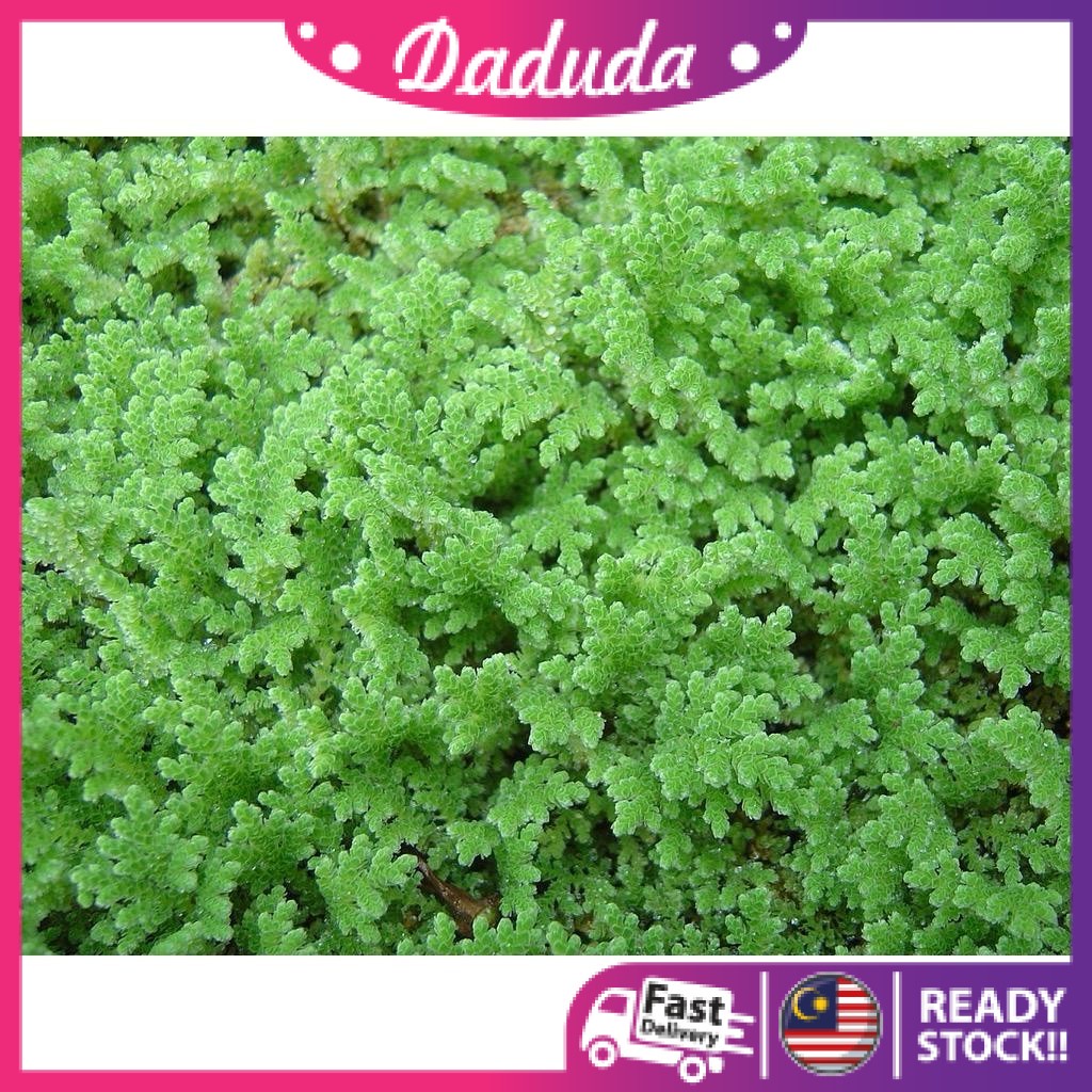 Azolla HYBRID Benih Azola microphylla microfila Mosquito Fern Aquatic ...