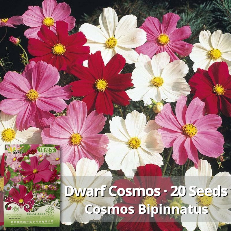 Rare Dwarf Cosmos Flower Seeds for Planting (20 Seeds) Galsang Cosmos ...