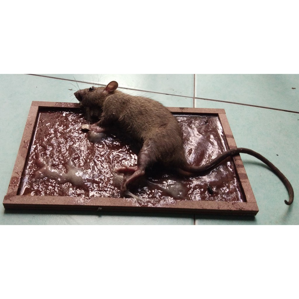 Family Mouse Glue Trap - Pelekat Tikus - gam perangkap tikus | Shopee ...