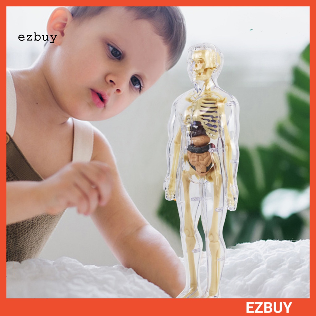 [EY] Human Body Structure Toys Anatomy Mannequin for Kids Interactive ...