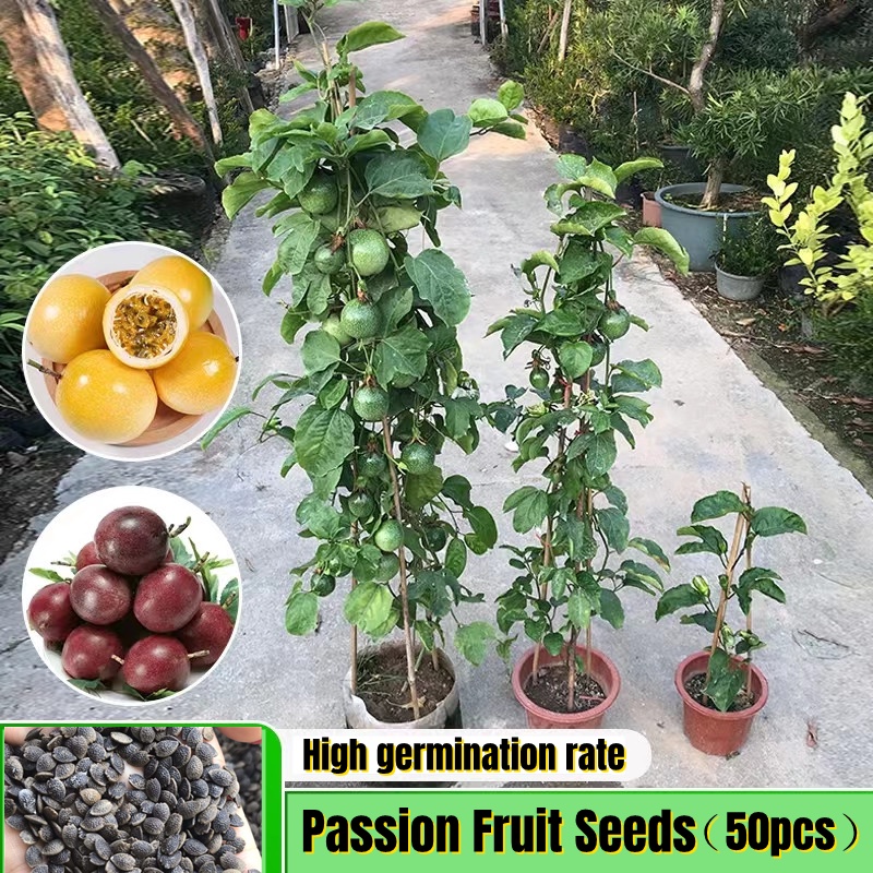 [Fast Growing] Passion Fruit Seed for Sale (50pcs Per Pack）Bonsai Seeds ...