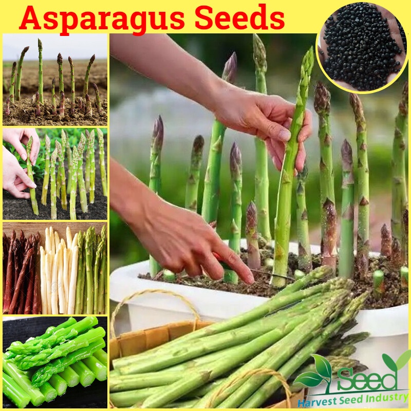 Fresh Asparagus Seeds Potted Vegetable Seeds for Planting (50 Seeds ...