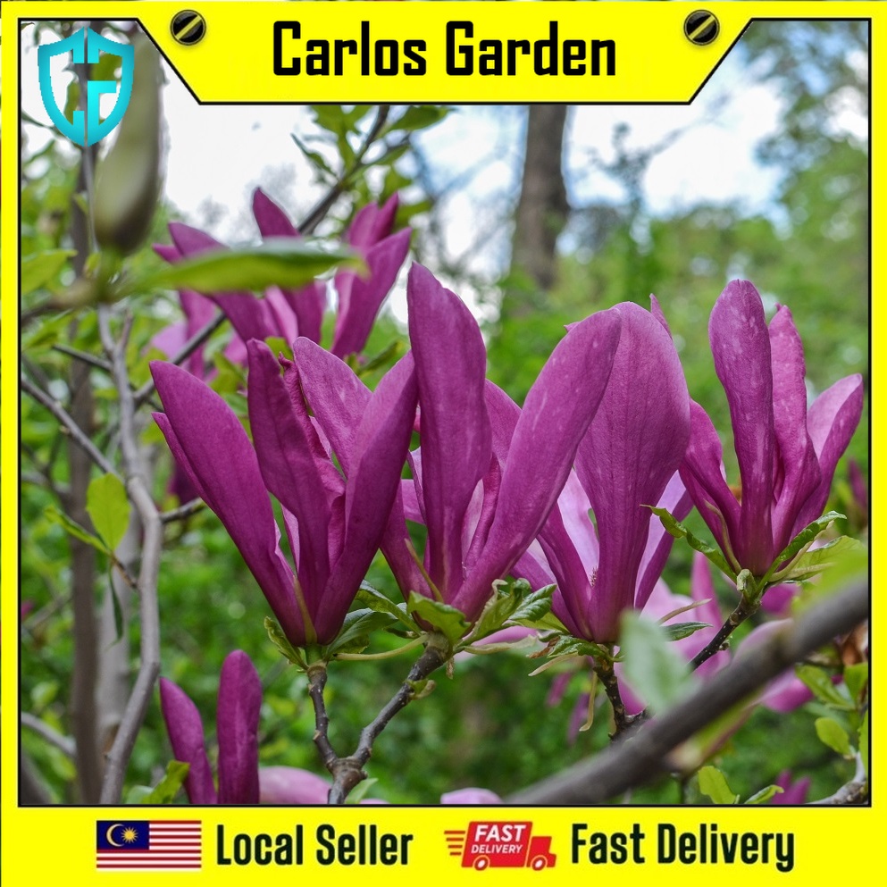 Anak Pokok Bunga Cempaka Merah Pokok Rare Magnolia Import Dari Thailand ...