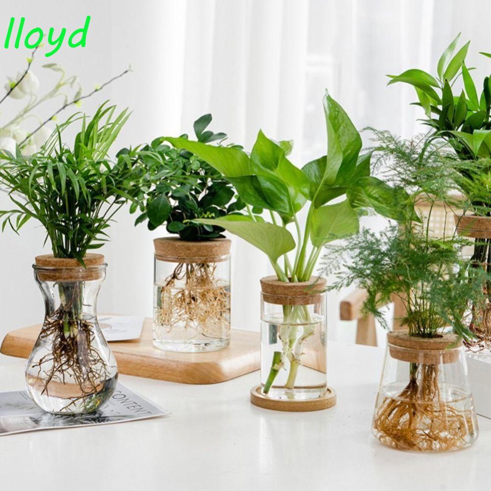 LLOYD Hydroponic Plants Flower Pot, Glass Transparent Transparent Glass ...