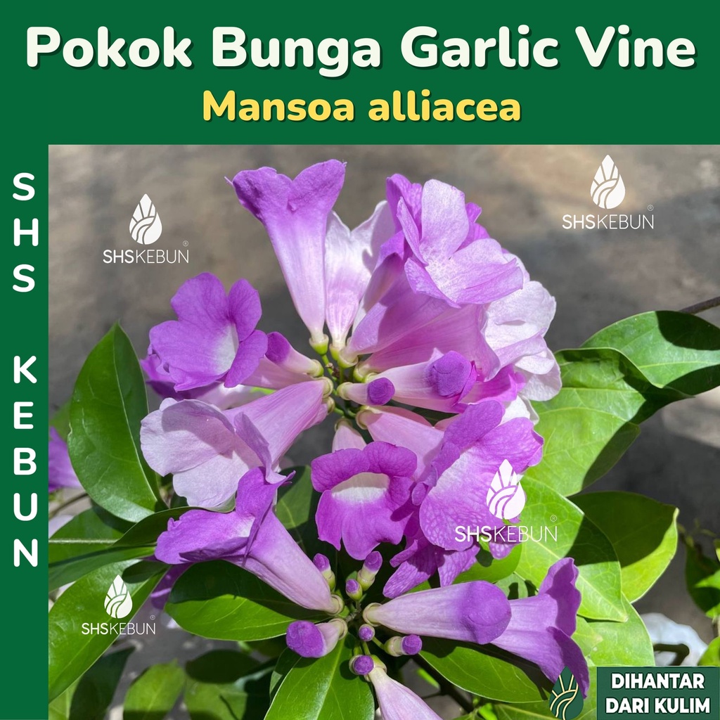 Pokok Bunga Garlic Vine Purple Pokok Bunga Bawang Putih Pokok Hiasan ...
