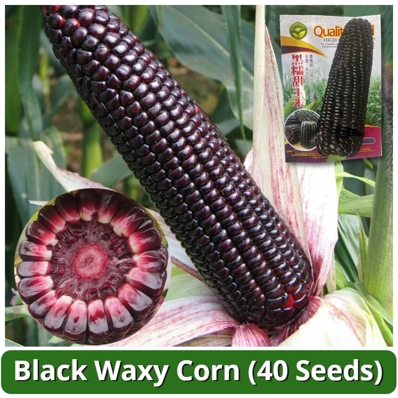 High Yield Purple Black Waxy Corn Seeds (40 Seed) Biji Benih Jagung ...