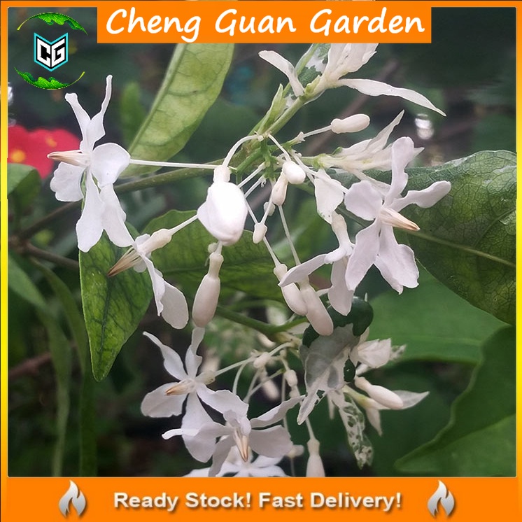 Anak Pokok Bunga Jeliti Batik Variegated Wrightia Religiosa Import Dari ...