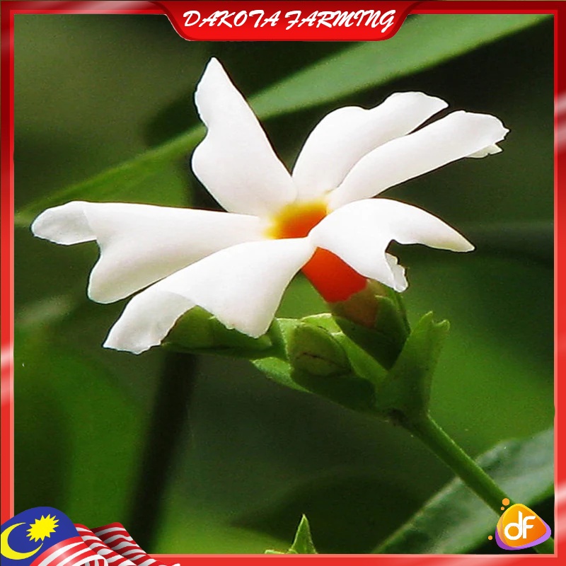 Anak Pokok Bunga Tree Of Sorrow Bunga Wangi Import Dari Thailand ...