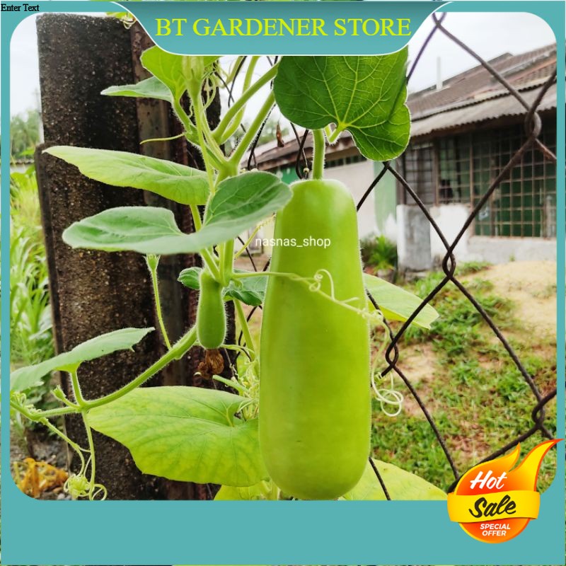 5 Pcs Labu Air Bottle Gourd Seeds Benih Sayur Vegetable Seed Vege 小冬瓜种子 ...