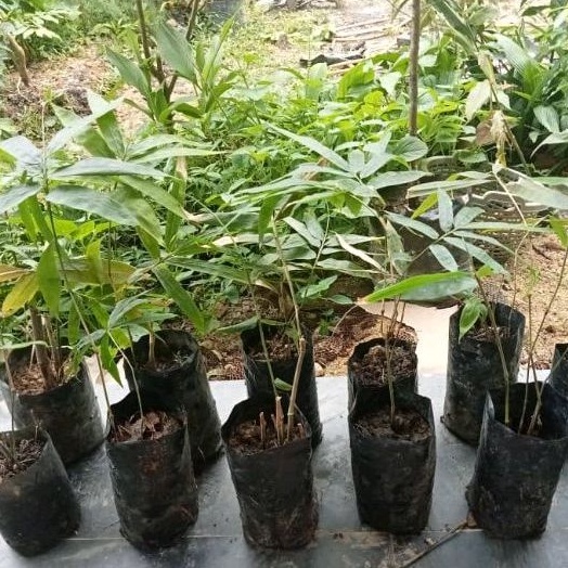 ANAK POKOK BULUH LEMANG..POKOK STABIL | Shopee Malaysia
