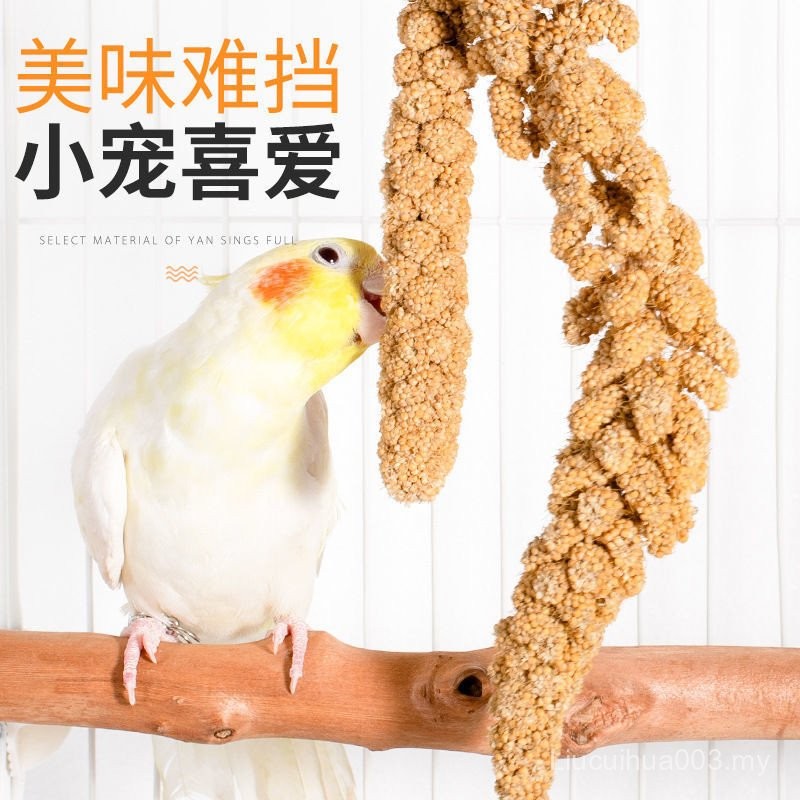 Sg Grain Ear Grain Ear Millet Ear Parrot Hamster Food Natural Wheat Ear ...