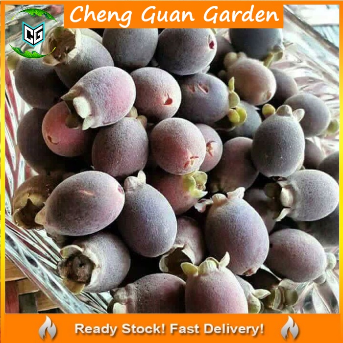 Anak Pokok Kemunting Pokok Kawin Grafted Pokok Rare | Shopee Malaysia