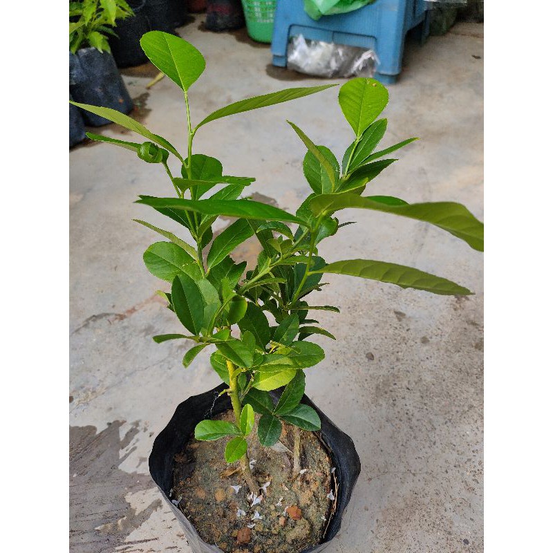 Pokok Lemon Australia Untuk Ditanam Pokok Hidup Real Live Plant Hybrid ...