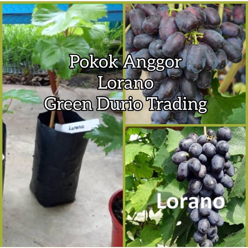 ANAK POKOK ANGGUR LORANO GRAPES | Shopee Malaysia