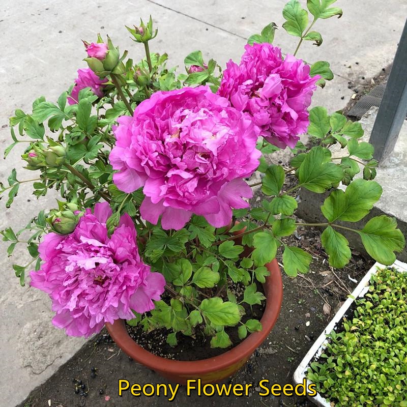 Ready Stock 20Pcs Multicolor Peony Flower Seeds Benih Bunga Benih Pokok ...