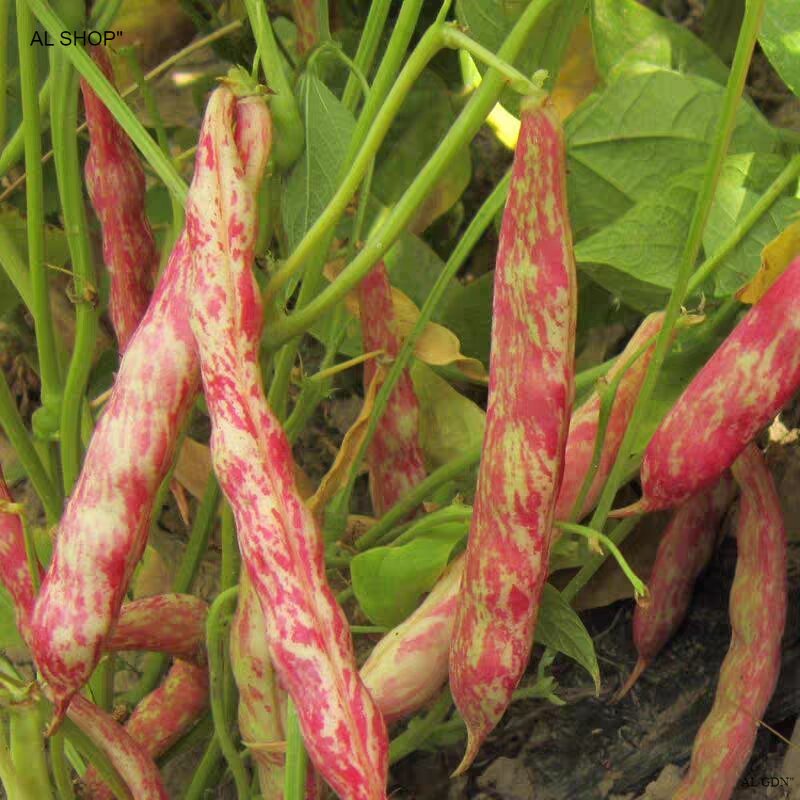 Benih Kacang Pinto Renek / Dwarf Pinto Bean Seeds / 矮生免搭架珍珠豆"10pcs ...
