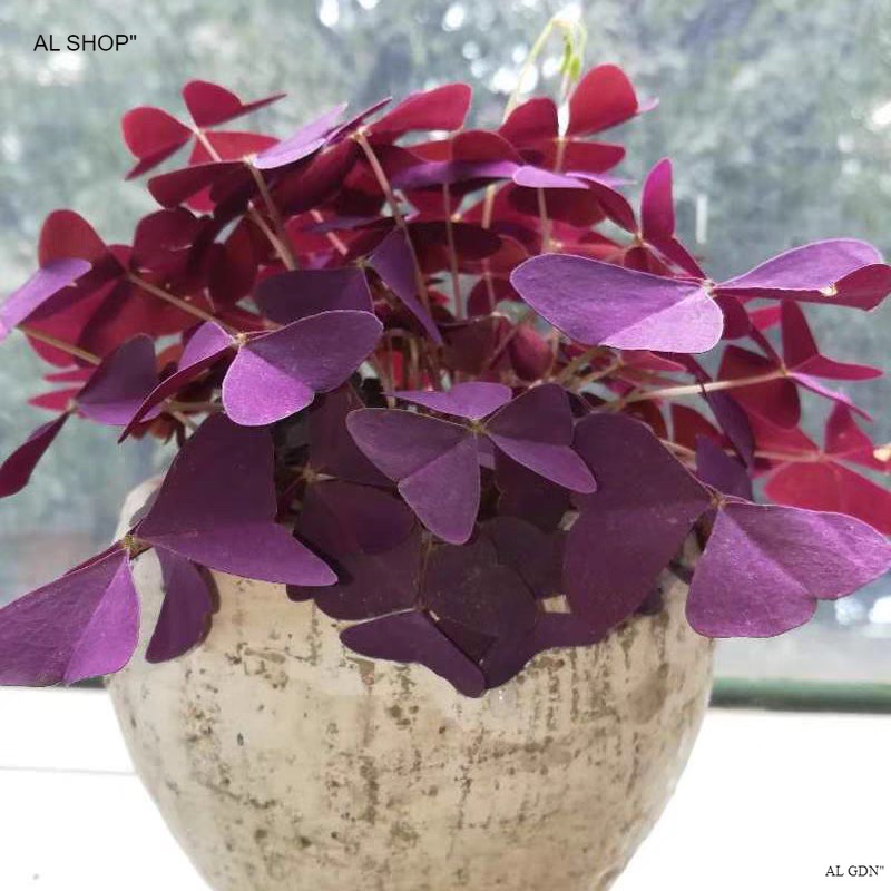 Benih Bunga Rama Ungu / Oxalis Triangularis Flower Seeds / 紫叶醡浆花根球籽 ...