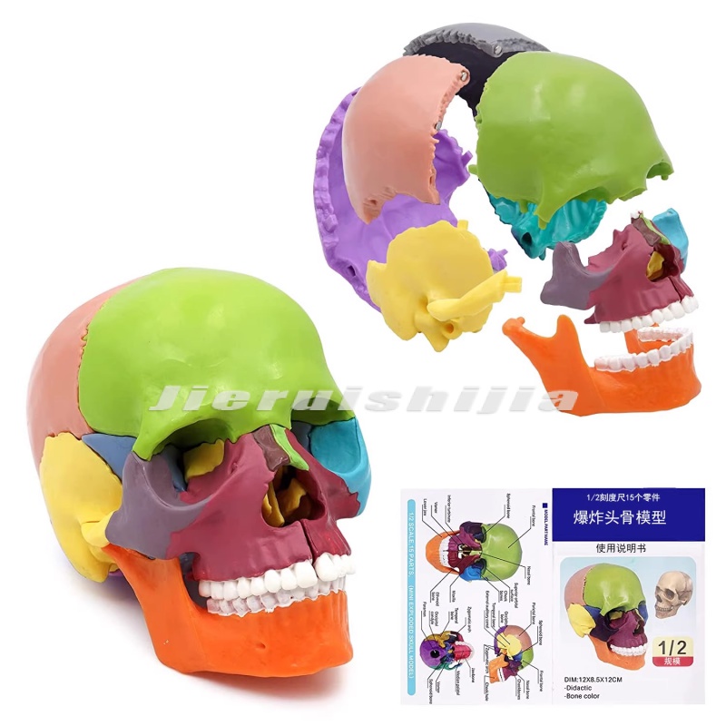 Disassembled Life Size Colorful Human Skull Model Anatomical Anatomy ...