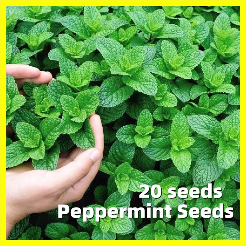 Peppermint Seeds -Fresh 20 Seeds Edible Natural Mint Herbs Seeds for ...