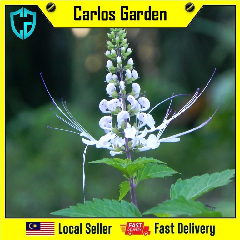 Anak Pokok Misai Kucing Pokok Kencing Manis Pokok Herba | Shopee Malaysia