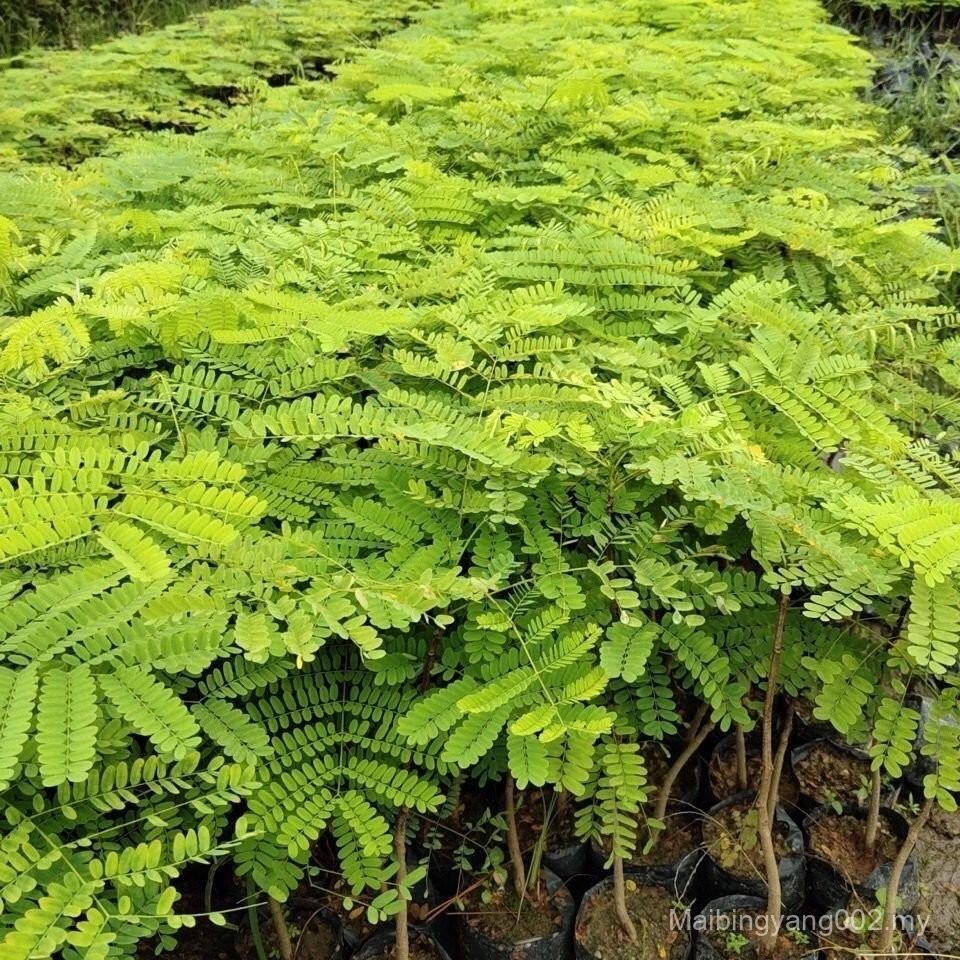 My Hot Phoenix Wood Sapling Famous Rare Jacaranda North South Courtyard ...