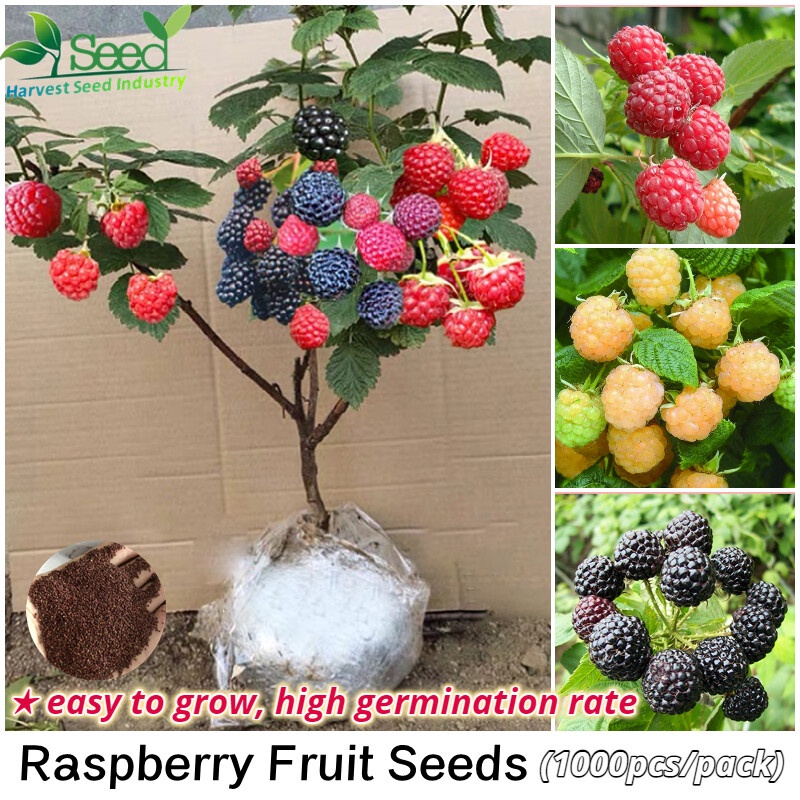 [Fast Delivery] Rare Raspberry Fruit Seeds for Planting (1000 seeds ...