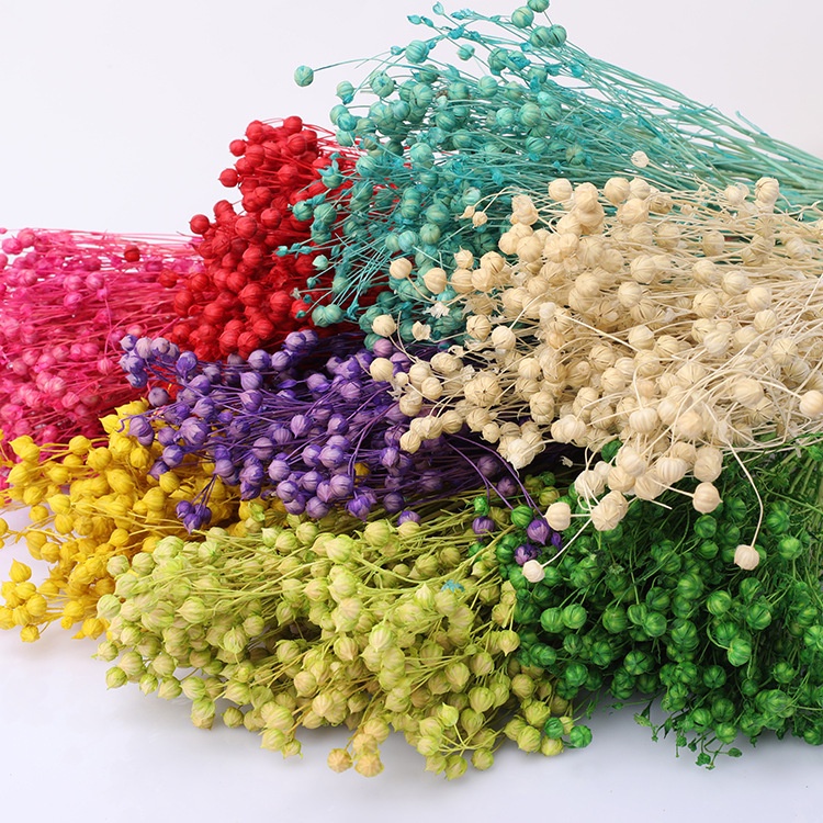 Dry Flower Linum Linseed Flaxseed Flax Bean Bunga Kering Biji plant ...