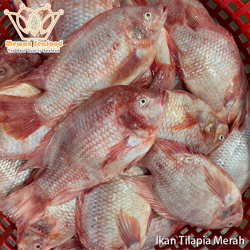 Ikan Tilapia Merah (Siap Siang, Beku) 1 Ekor | Shopee Malaysia
