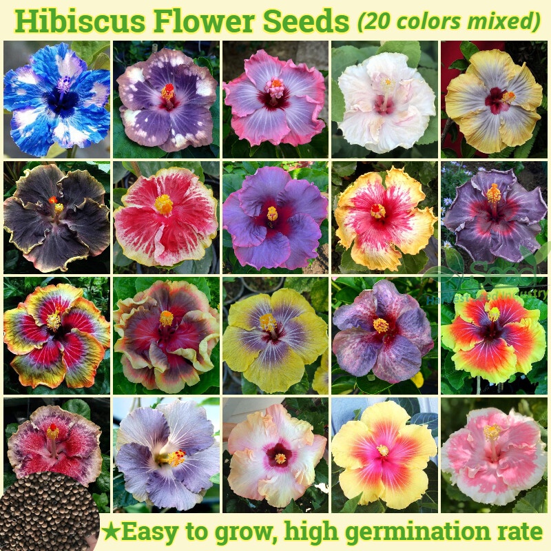 Ready Stock Benih Pokok Bunga Raya 100pcs/pack Hybrid Hibiscus Plant ...