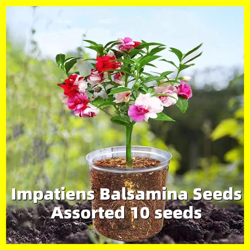 Assorted Impatiens Balsamina Seeds - 10 Seeds Mixed Balsam Seeds Flower ...
