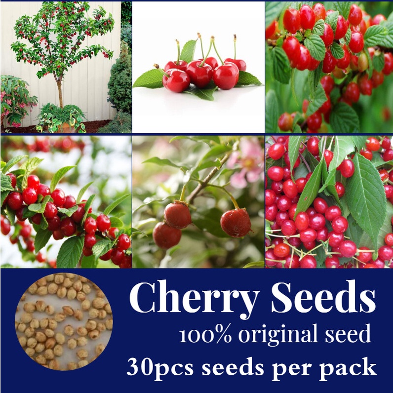 Fast Grow Cherry Seeds for Planting (30pcs/pack) Sweet Cherry Fruit ...