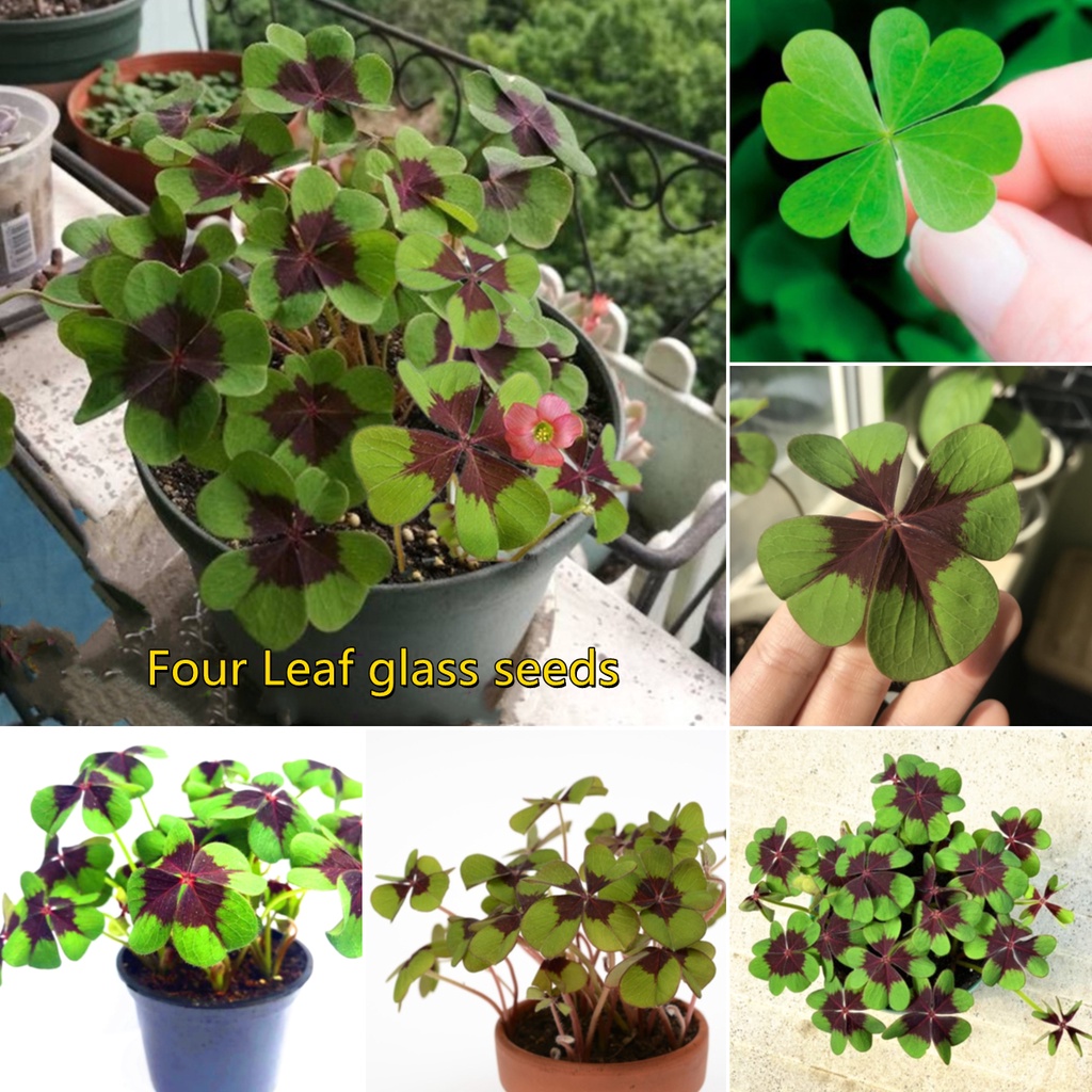 Ready Stock 200pcs Lucky Green Four-Leaf Clover Grass Seeds Decoration ...