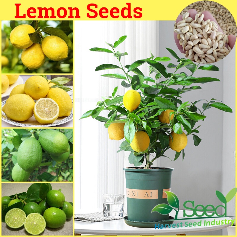 Good Quality Lemon Tree Seeds for Planting (20 seeds/pack, Easy To Grow In ) - Dwarf Lemon Tree ...