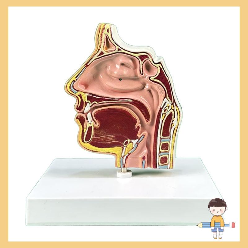 SA Human Anatomical Nasal Model Life Size Human Organ Anatomical Model ...