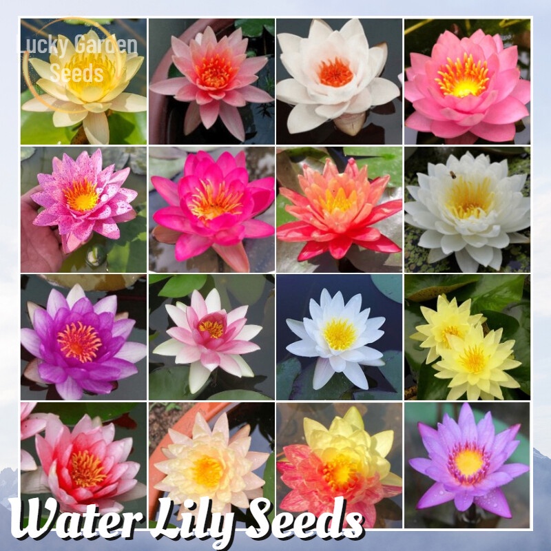 Rare Lotus Water Lily Seeds (2 Seeds, Random Color) Benih Pokok Bunga ...