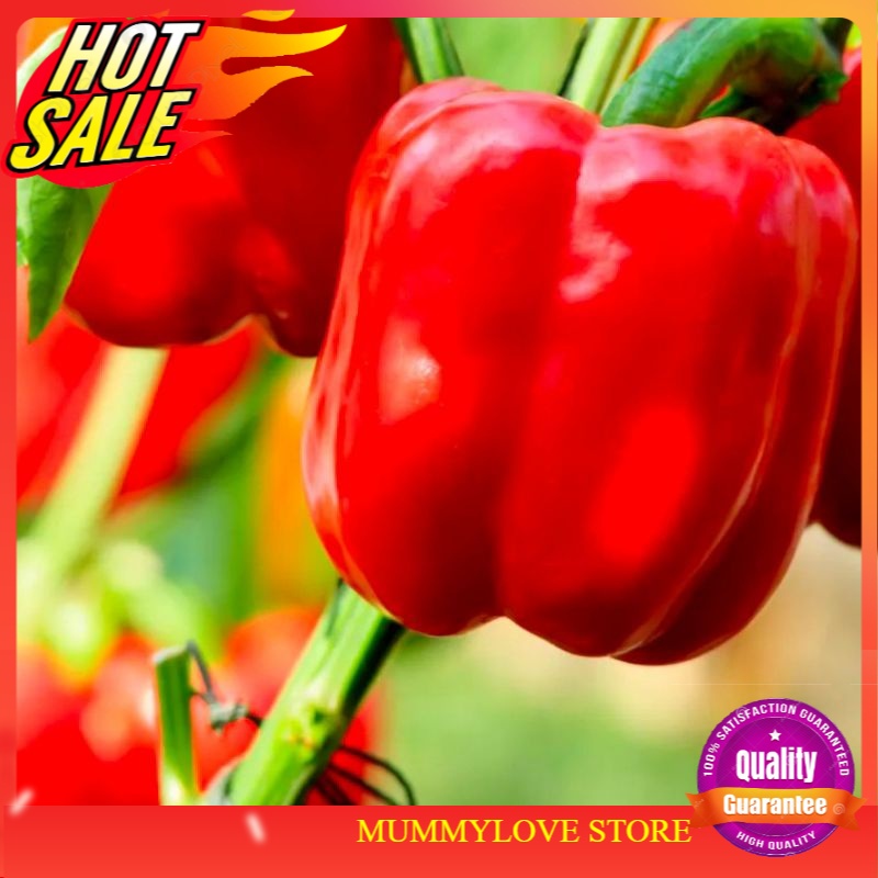 7 Pcs Biji Benih Lada Benggala Merah Red Capsicum Chilli Seeds Cili ...