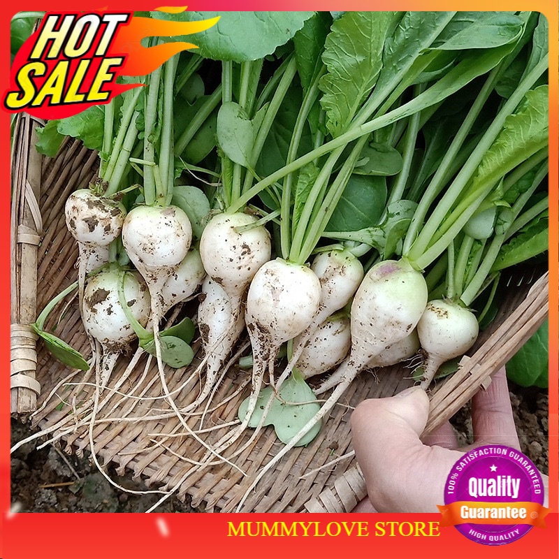 10 Pcs Snowball White Cherry Belle Radish Lobak Putih 白珍珠小萝卜种子 Ready ...