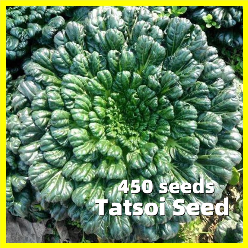 Tatsoi Seed - High Germination 450 Seeds Tatsoi Seeds for Planting ...