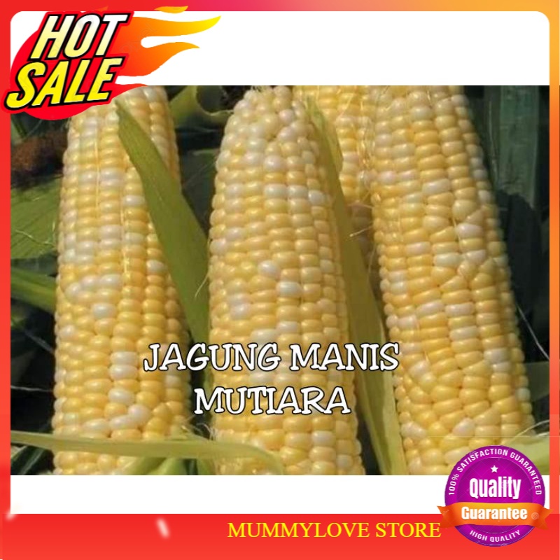 7 Pcs Benih Jagung Manis Mutiara F1 Hibrid Jagung Kuning Putih Ready ...