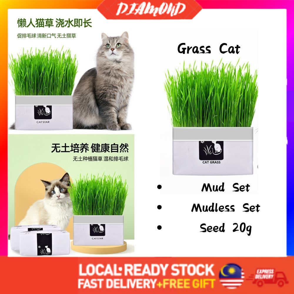 DIAMOND Cat Wheat Grass Pet Grass Biji Benih Rumput Kucing Healthy Cat ...