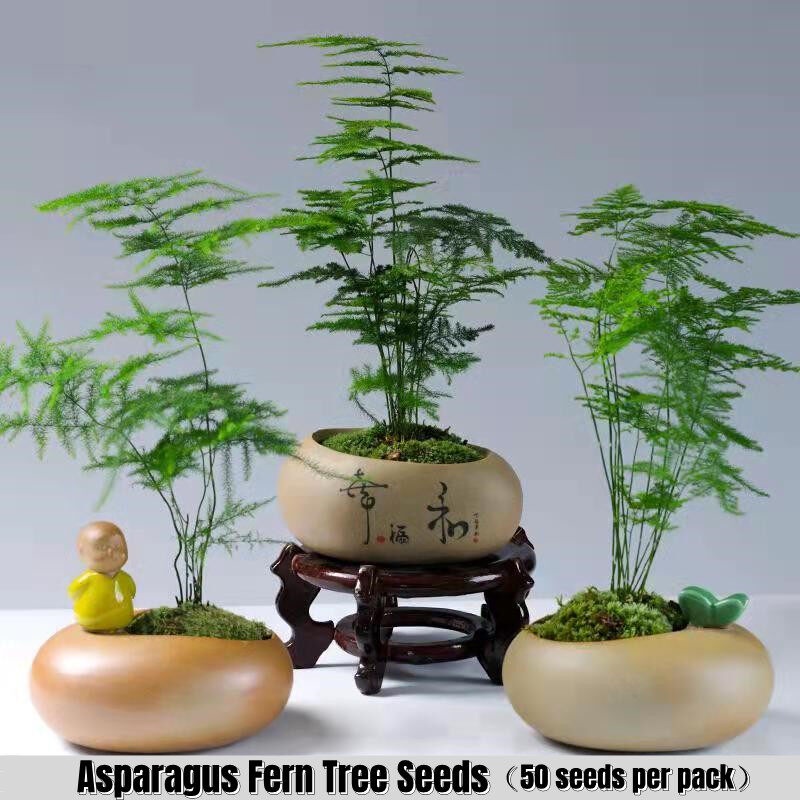 50pcs Asparagus Fern Tree Seeds Asparagus Fern Plant Seed Clouds Bamboo ...