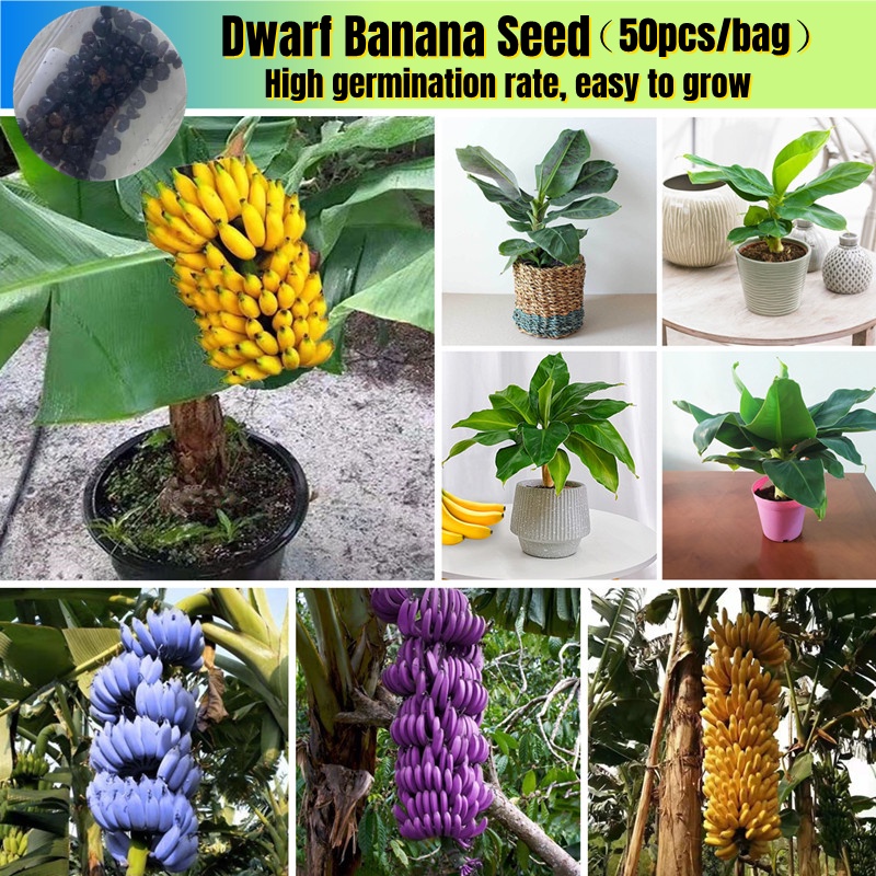 Delicious Dwarf Banana Fruit Seeds for Sale (50pcs Seeds for Planting ...