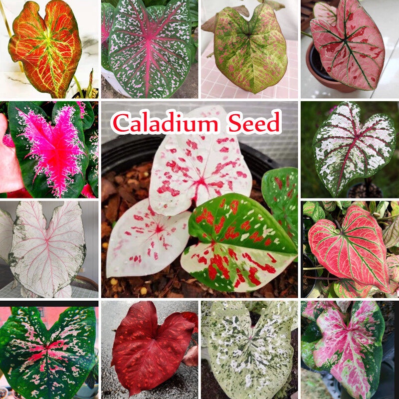 13 Colors Caladium Seeds Planting (100 Seeds) Keladi Caladium Thailand ...