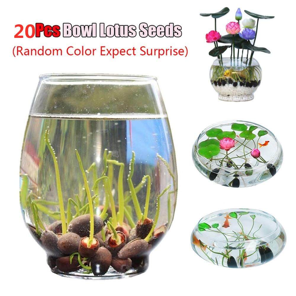 20 Pcs/Pack 100% Real Bowl Lotus Seed Bonsai Flower Lotus Seeds Plant ...