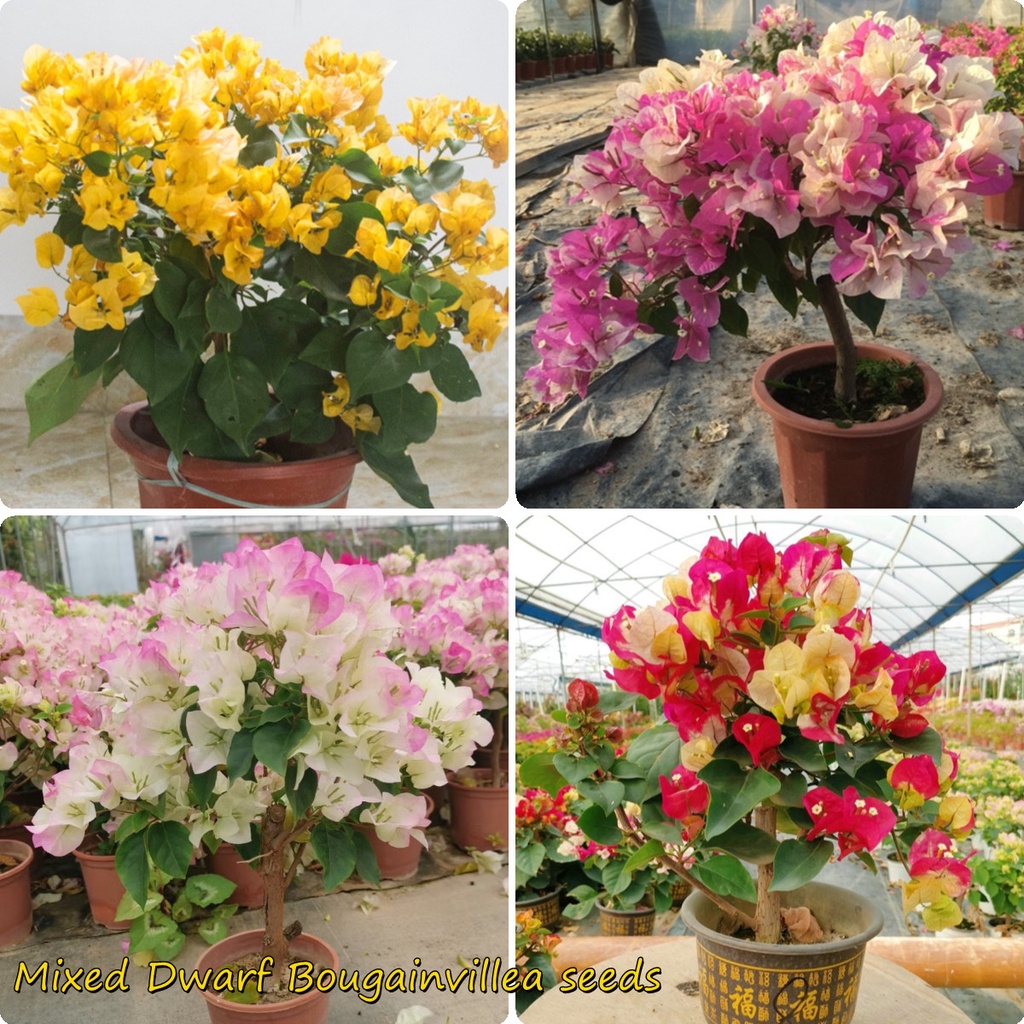100 Pcs Mixed Colorful Dwarf Bougainvillea Flower Seeds For Planting