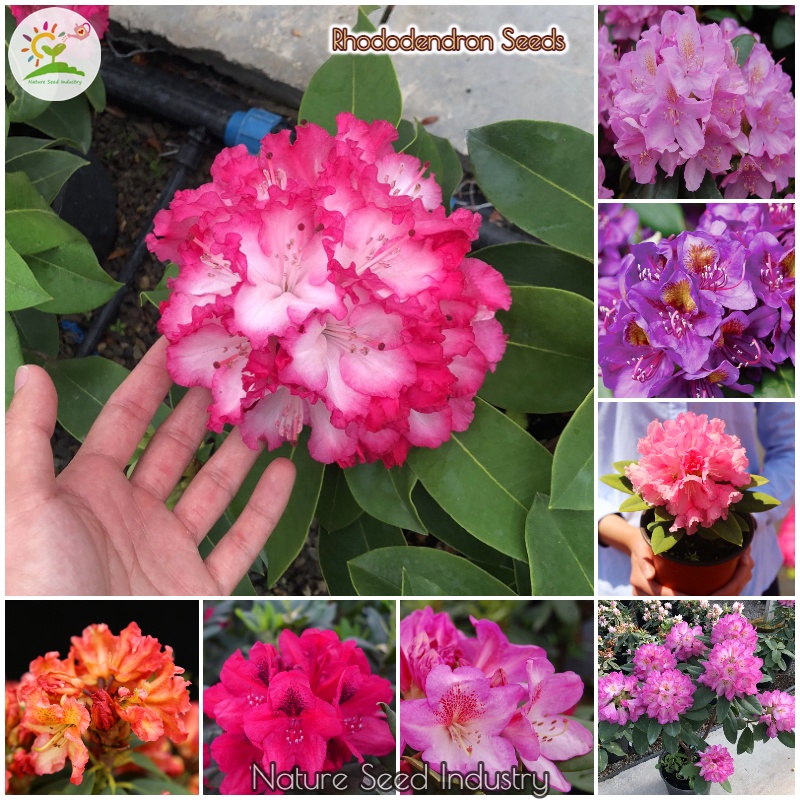 Rhododendron Seeds for Planting (50 seeds/pack, Mix Color) - Azalea ...
