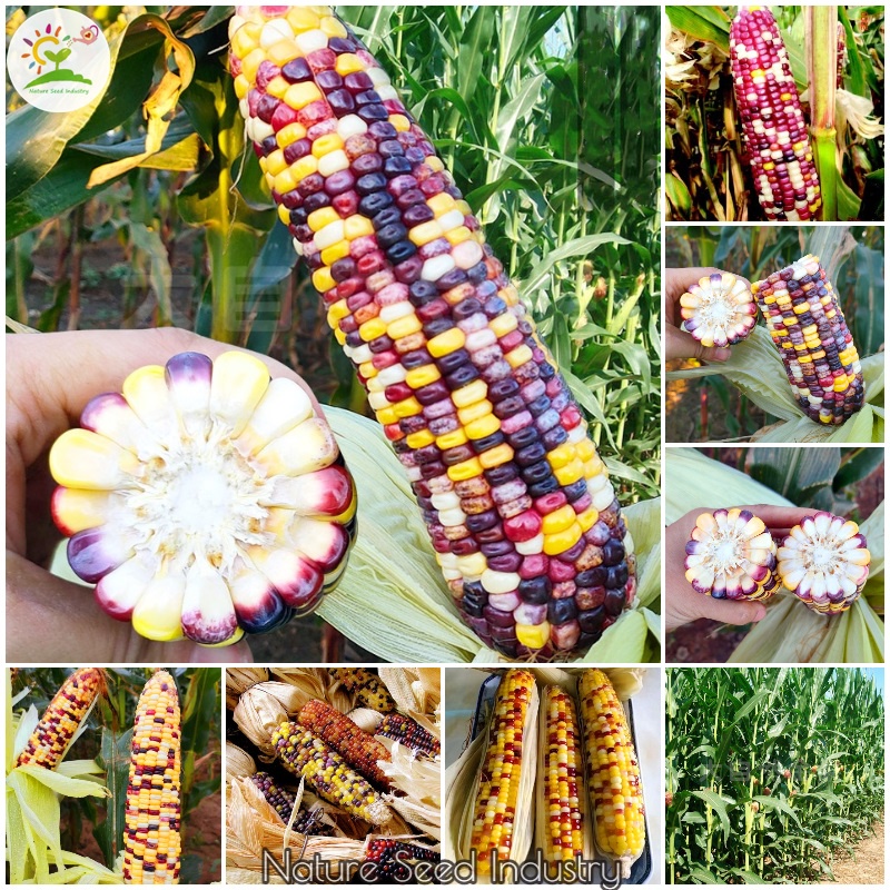 [Fast Germination] Sweet Waxy Rainbow Corn Seeds for Planting (20 seeds ...